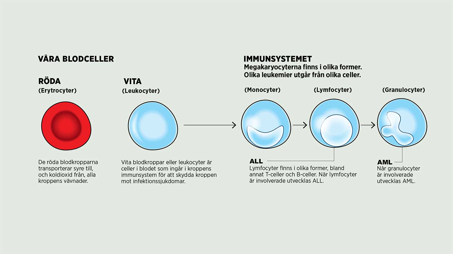 Likvärdig behandling – nyckeln till överlevnad | Barncancerfonden